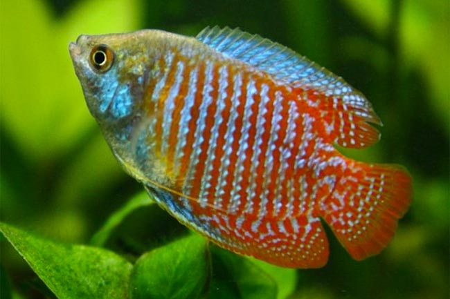 Anabantidae - Labirintidi