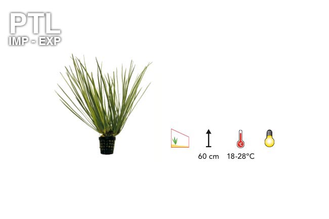 Piante Acquatiche : * POT ACORUS VARIEGATUS